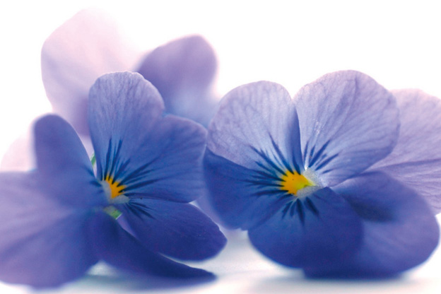 5 prelepih zimskih cvetova i kako ih gajiti